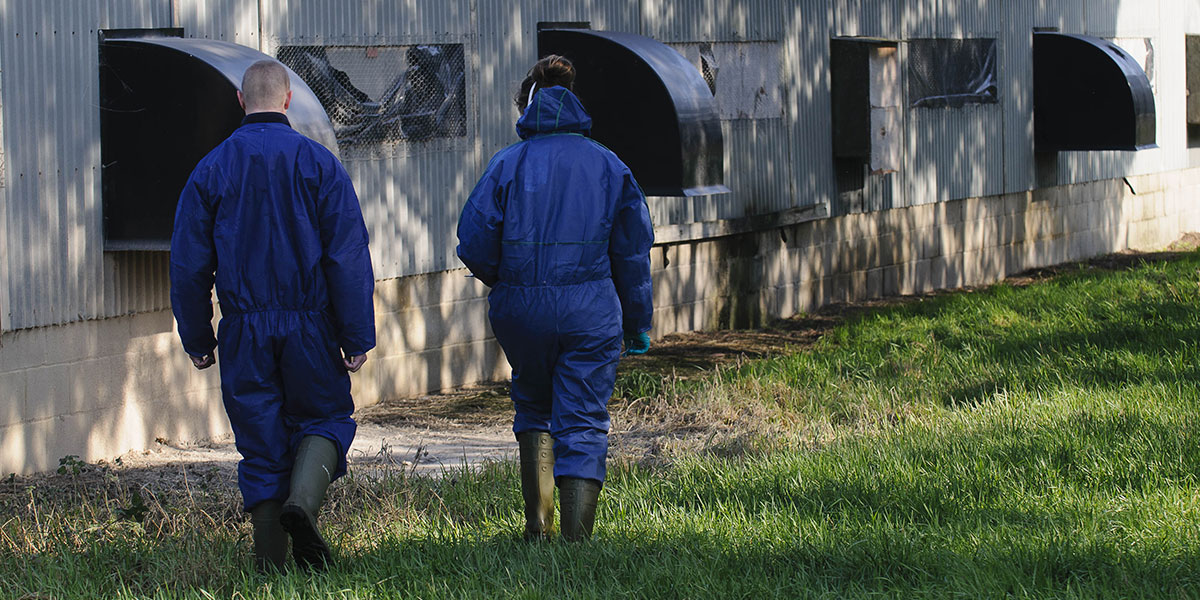 Avian Influenza Latest Outbreaks - BFREPA